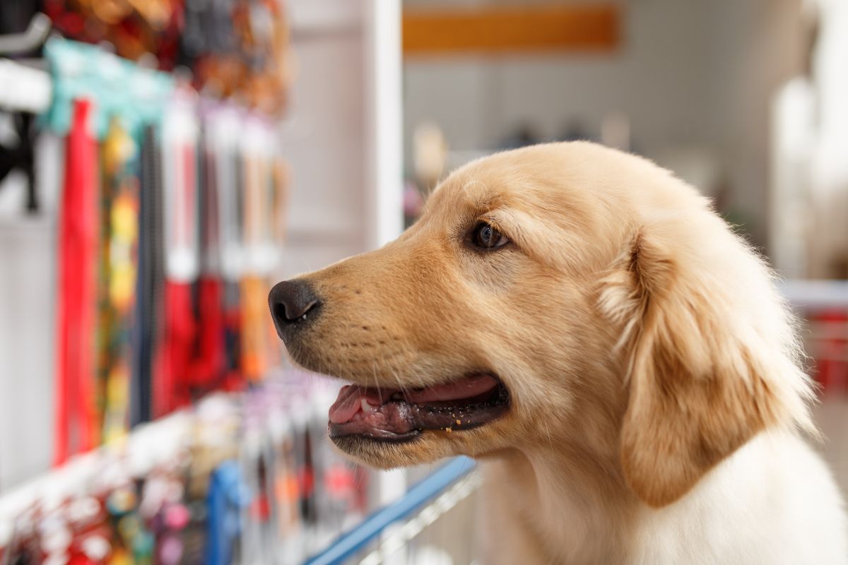 Fully Stocked Pet Pharmacy in Collinsville, IL | Village Vet
