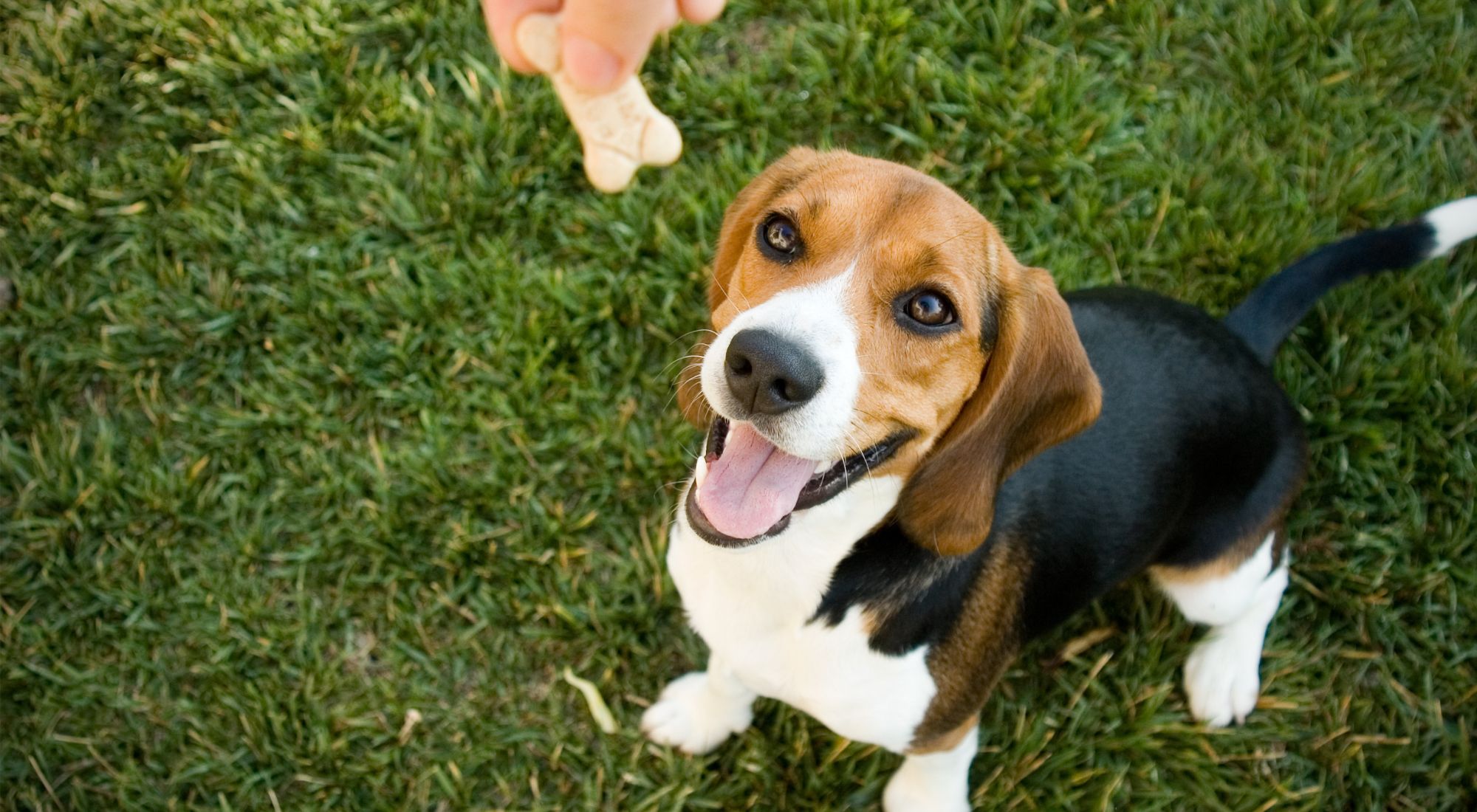 Dog Behavior History Form | Village Veterinary Hospital